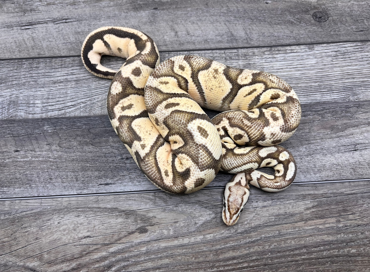 Firefly Het Hypo Ball Python by CTH Reptiles - MorphMarket