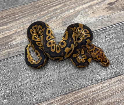 Cypress Fire YB Spotnose Clown Ball Python by CTH Reptiles - MorphMarket