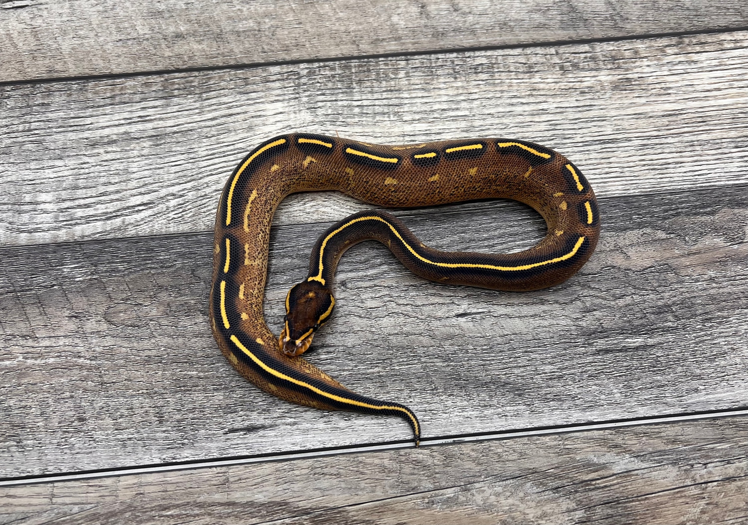 Freeway Ball Python by CTH Reptiles - MorphMarket