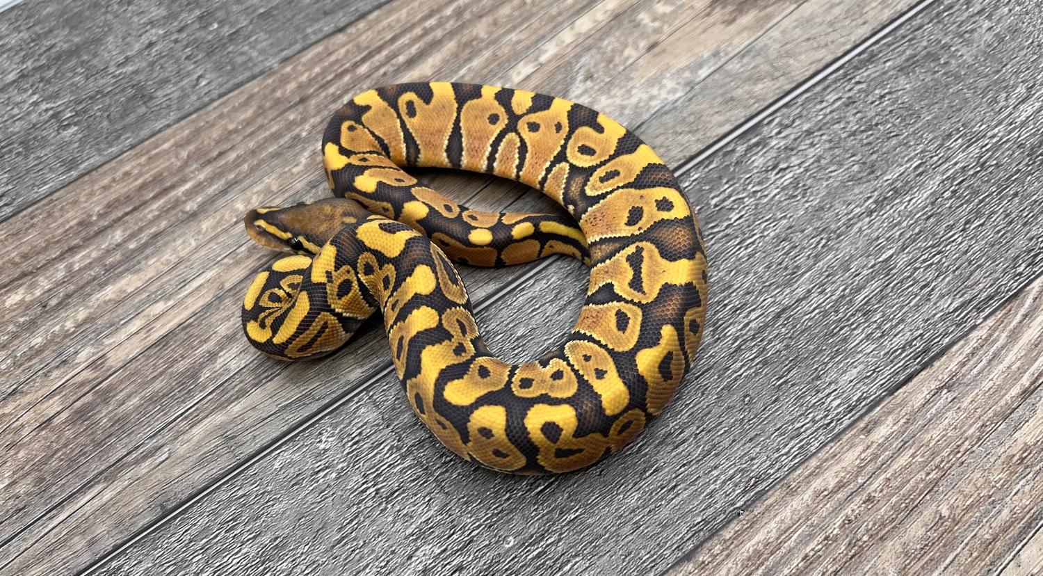 Hypo 66% Het Puzzle Ball Python by CTH Reptiles - MorphMarket
