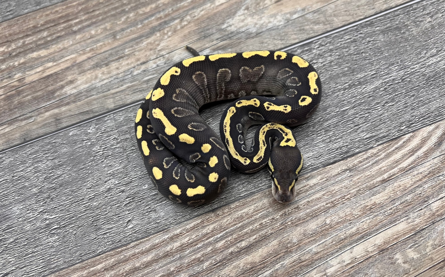 GHI Mojave Het Clown Ball Python by CTH Reptiles - MorphMarket