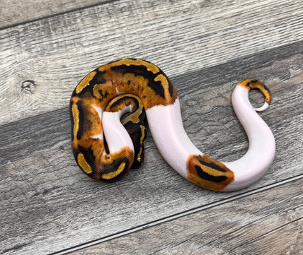 Cypress Fire YB Spotnose Clown Ball Python by CTH Reptiles - MorphMarket