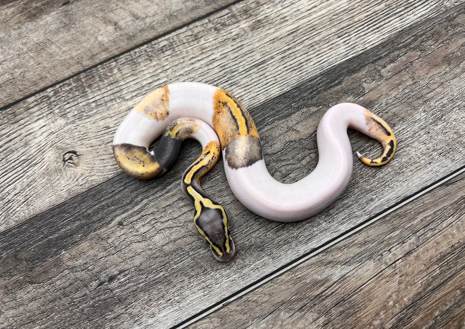 Hypo Super Pastel Paradox Pied Pos OD Ball Python by CTH Reptiles ...