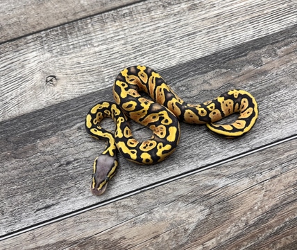 Cypress Fire YB Spotnose Clown Ball Python by CTH Reptiles - MorphMarket