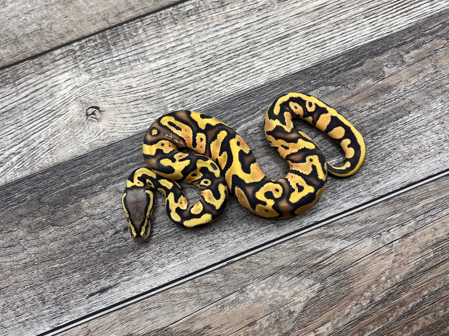 Hypo OD Pastel 66% Het Pied(FREE SHIPPING!) Ball Python by CTH Reptiles ...