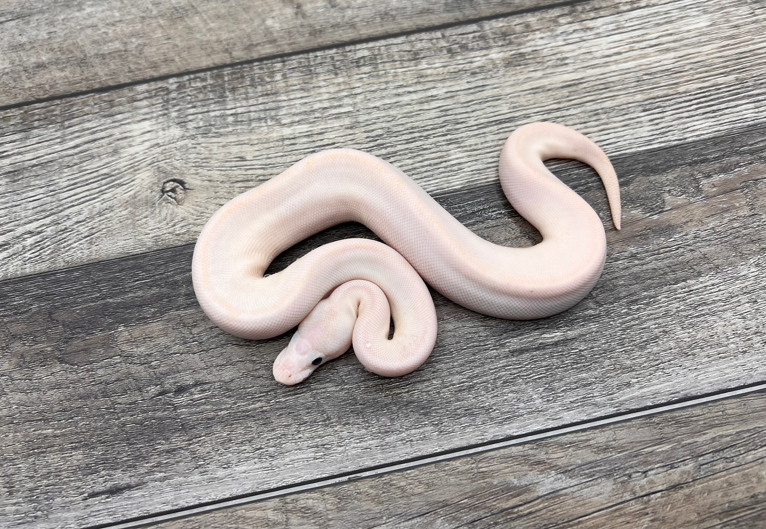 Ivory Probably GHI Ball Python by CTH Reptiles - MorphMarket