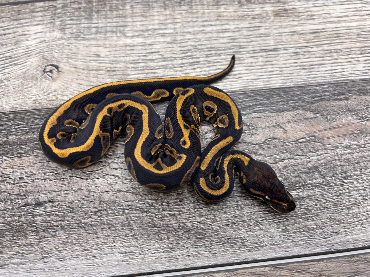Blackhead Leopard 66% Het Hypo Ball Python by CTH Reptiles - MorphMarket