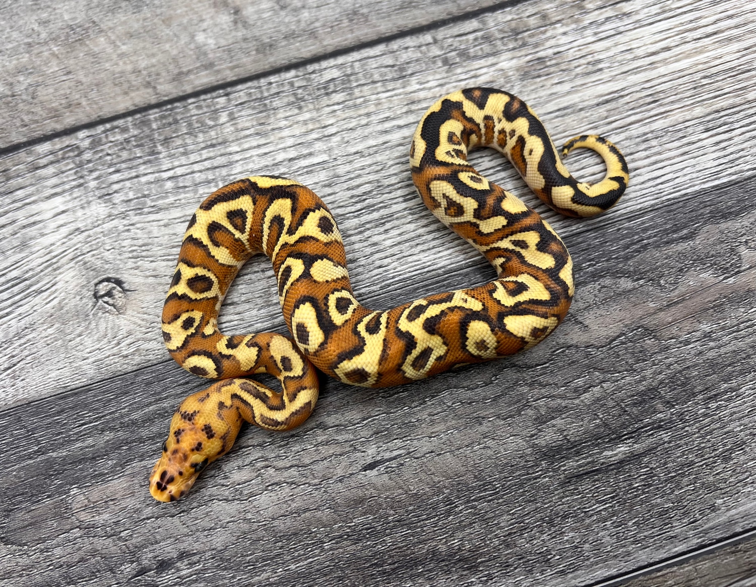 Cypress Fire YB Spotnose Clown Ball Python by CTH Reptiles - MorphMarket