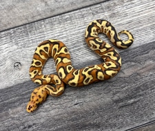 Cypress Fire YB Spotnose Clown Ball Python by CTH Reptiles - MorphMarket