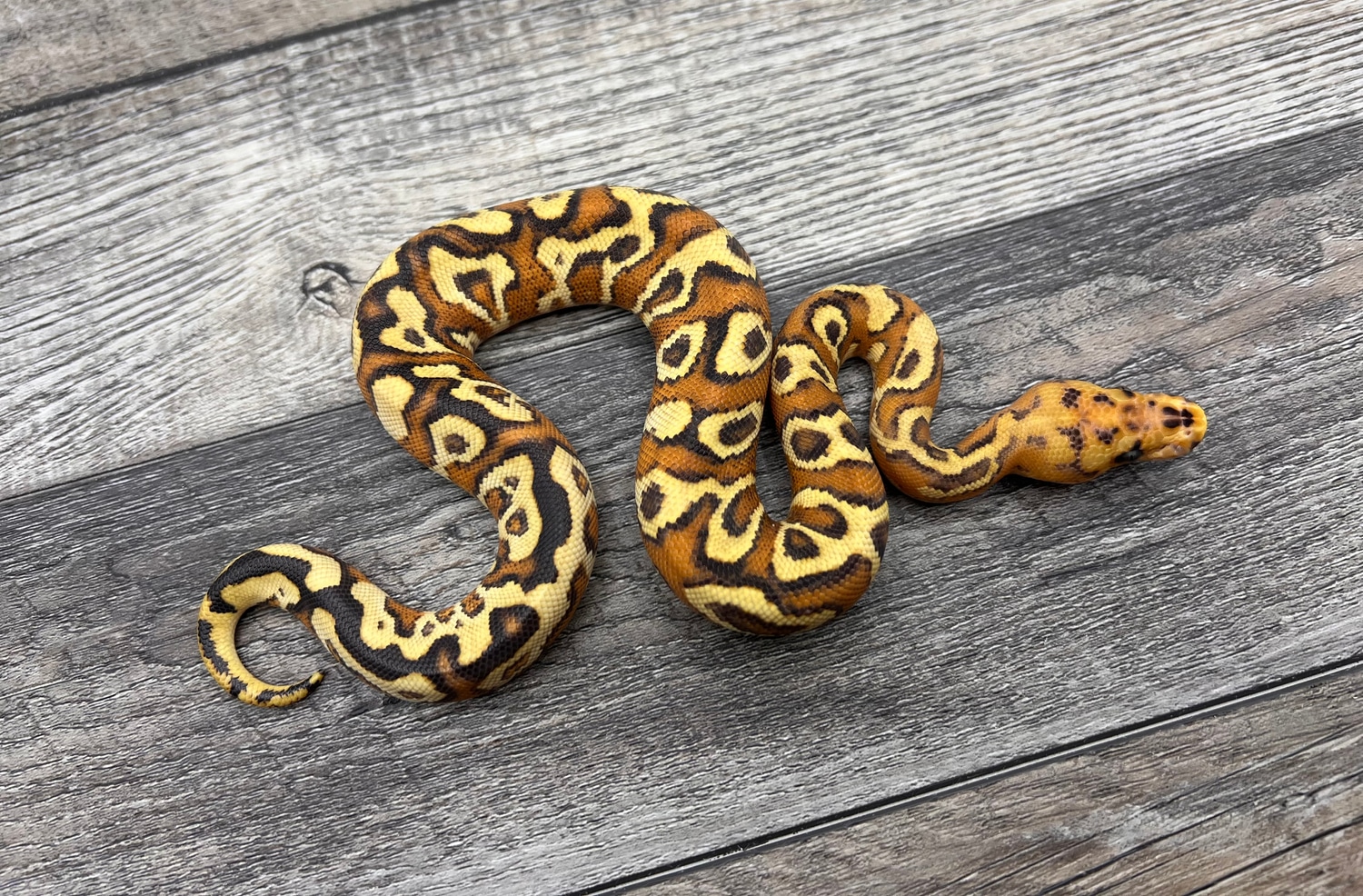 Cypress Fire YB Spotnose Clown Ball Python by CTH Reptiles - MorphMarket