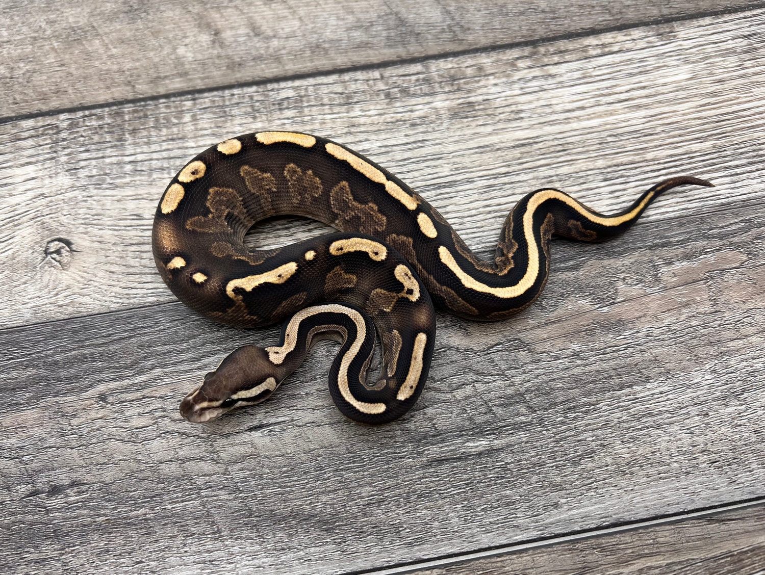 Black Pastel Vanilla OD Het Pied Ball Python by CTH Reptiles - MorphMarket