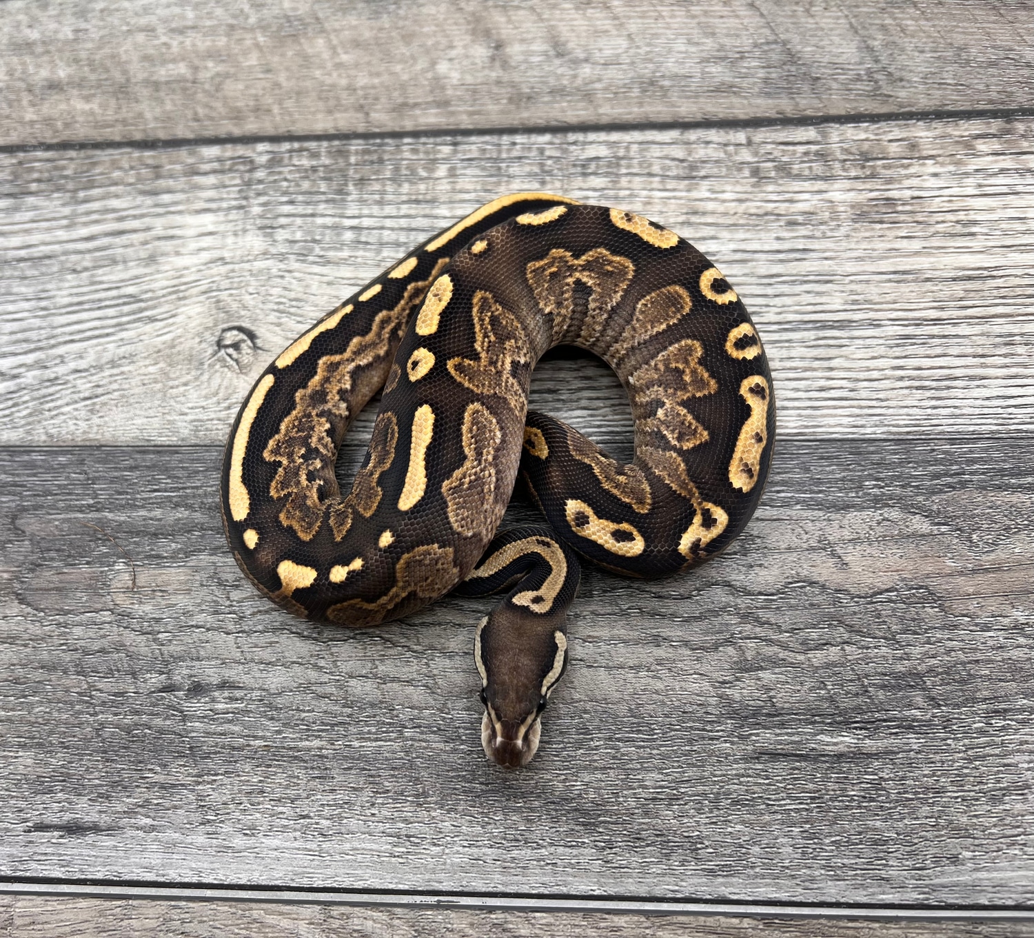 Black Pastel Vanilla OD Het Pied Ball Python by CTH Reptiles - MorphMarket