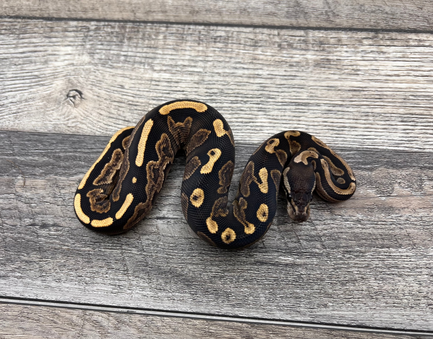 Black Pastel Vanilla Het Pied Ball Python by CTH Reptiles - MorphMarket