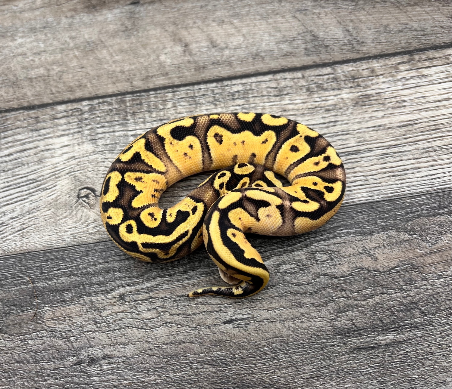 Pastel Vanilla OD Het Pied Ball Python by CTH Reptiles - MorphMarket