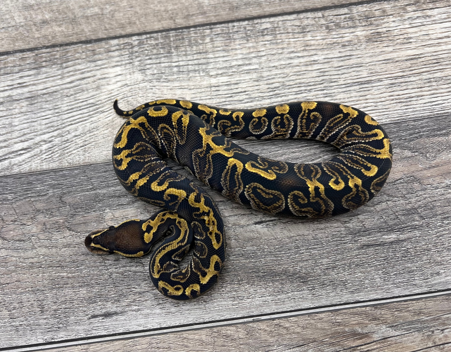 GHI Het Clown Ball Python by CTH Reptiles - MorphMarket