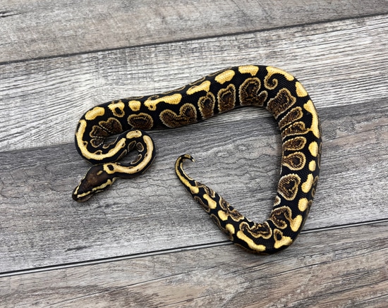 GHI Spotnose Het Clown Ball Python by CTH Reptiles