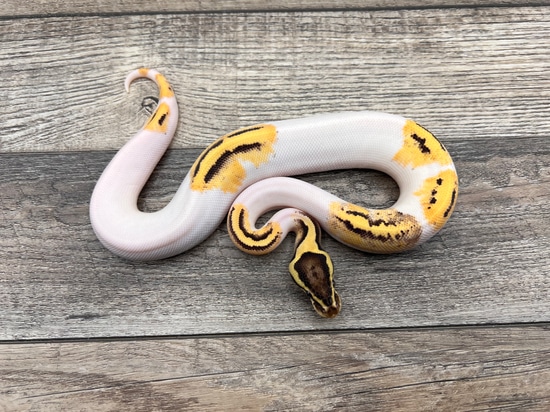 OD Firefly Pied Ball Python by CTH Reptiles