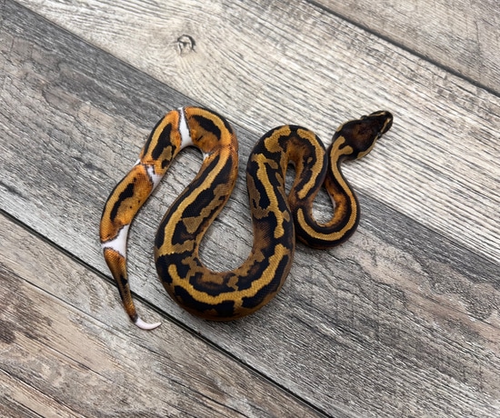 Pied Ball Python by CTH Reptiles