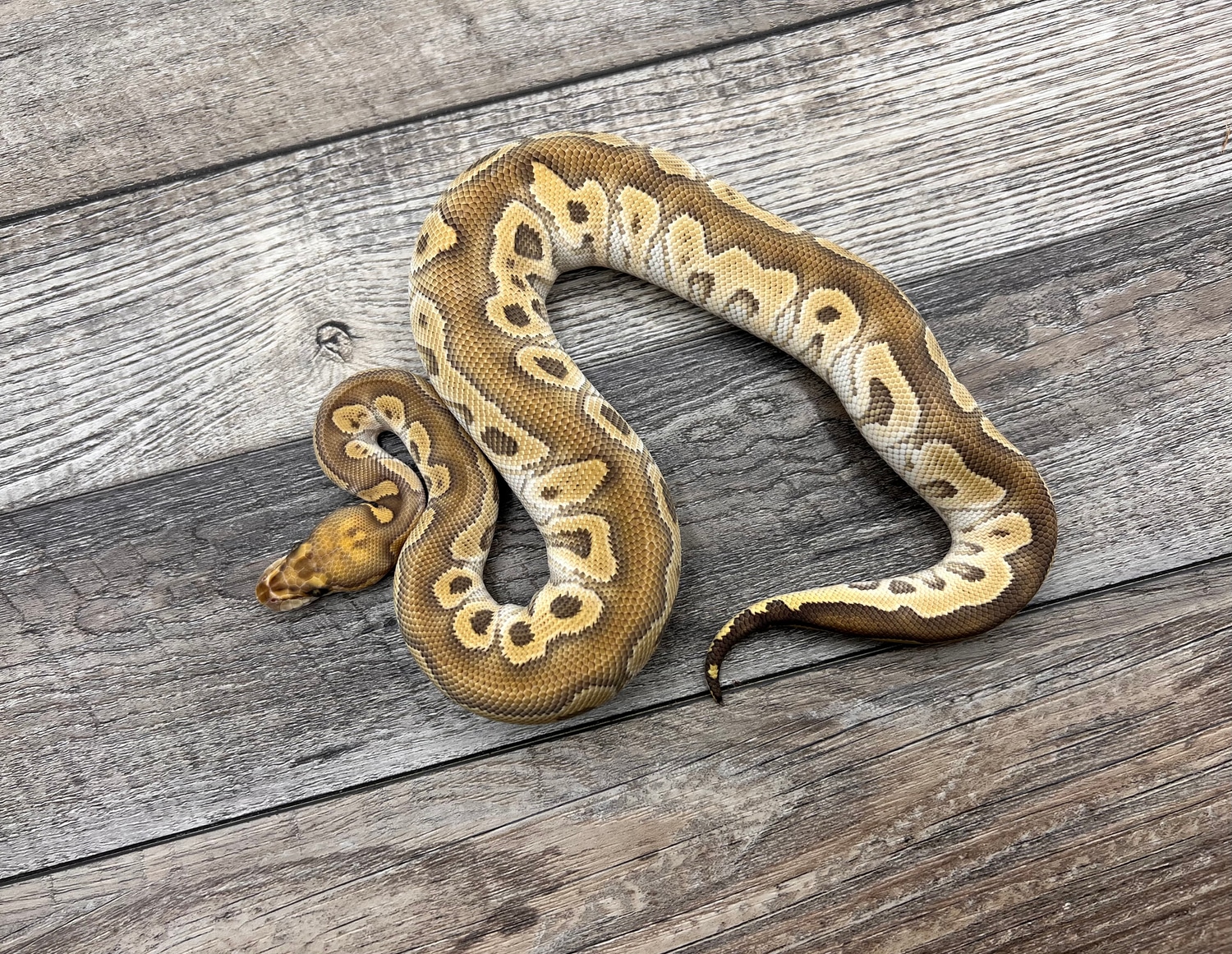Mojave Clown Ball Python by CTH Reptiles - MorphMarket