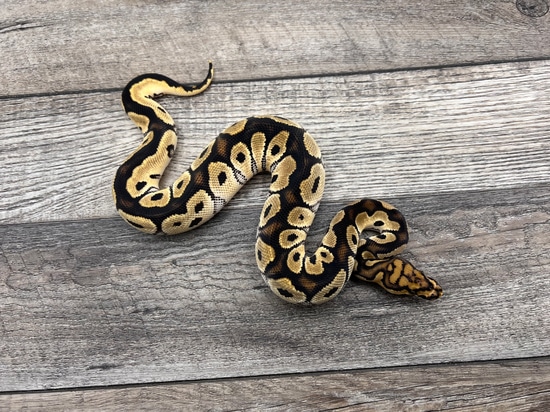 Orange Dream Clown Ball Python by CTH Reptiles