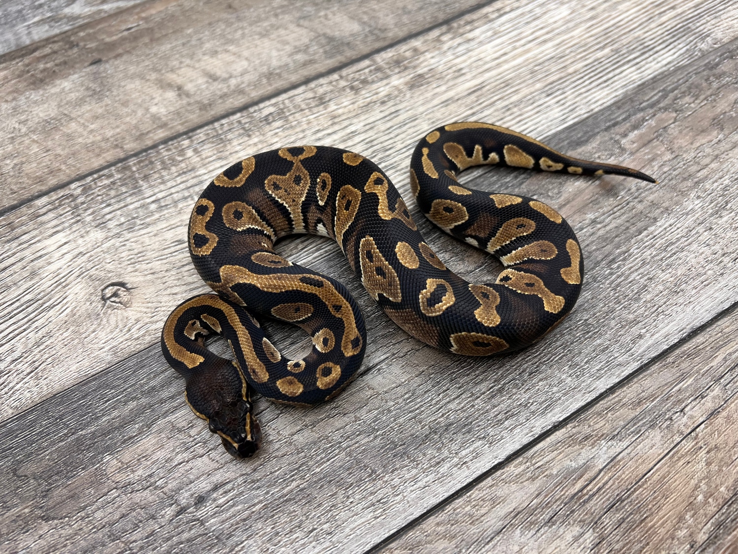 Black Head Yellowbelly 66% Het Hypo Ball Python by CTH Reptiles ...
