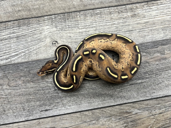 Freeway Ball Python by CTH Reptiles