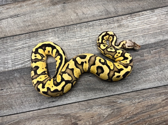 Firefly Het DG(FREE SHIPPING!) Ball Python by CTH Reptiles