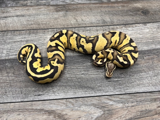 Firefly Chocolate Mario Het DG(FREE SHIPPING!) Ball Python by CTH Reptiles