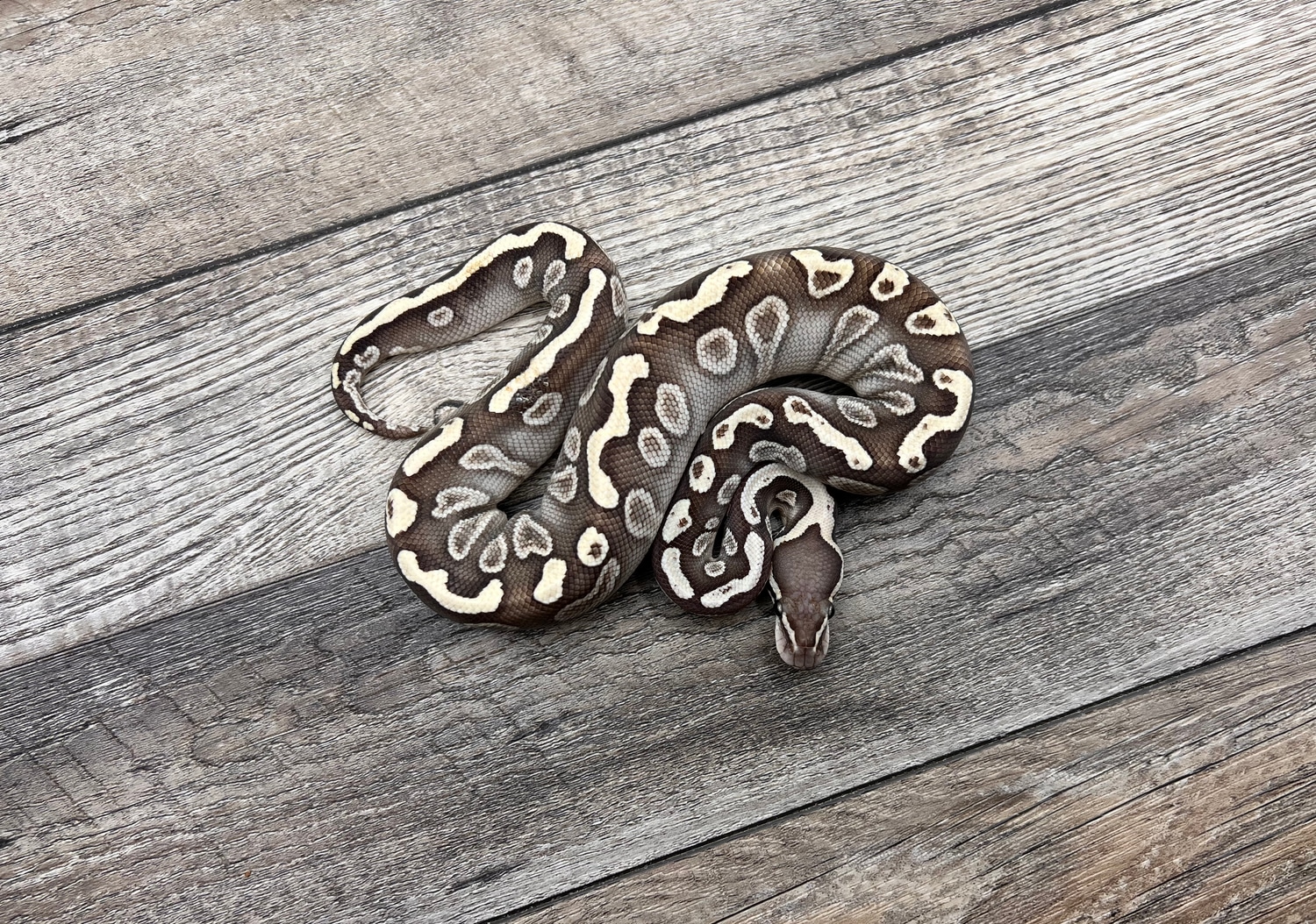 GHI Butter DH Hypo Clown(FREE SHIPPING!) Ball Python by CTH Reptiles ...