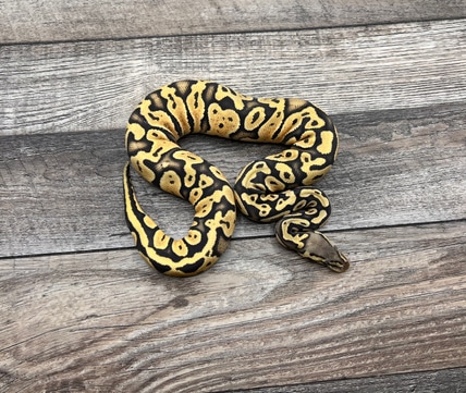 Cypress Fire YB Spotnose Clown Ball Python by CTH Reptiles - MorphMarket