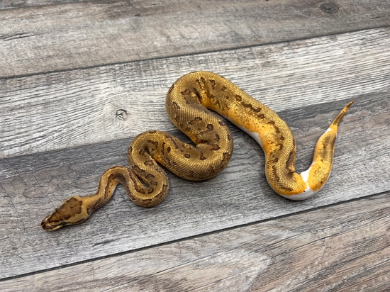 Enchi Pinstripe YB Pied(FREE SHIPPING!) Ball Python by CTH Reptiles