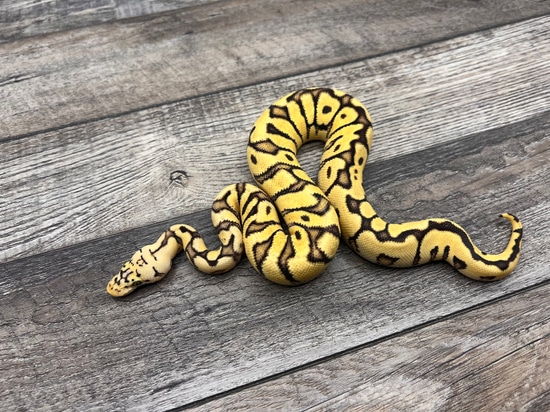 Enchi Firefly Spotnose Clown 50% Pos Het VPI Ax(FREE SHIPPING!) Ball ...