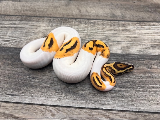 OD Fire Pied(FREE SHIPPING!) Ball Python by CTH Reptiles