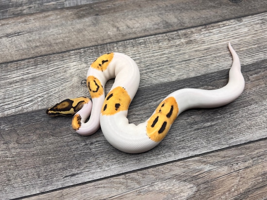 OD Fire Pied(FREE SHIPPING!) Ball Python by CTH Reptiles
