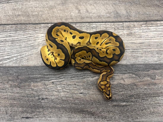Clown DH Hypo Pied(FREE SHIPPING!) Ball Python by CTH Reptiles
