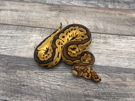 Clown DH Hypo Pied(FREE SHIPPING!) Ball Python by CTH Reptiles