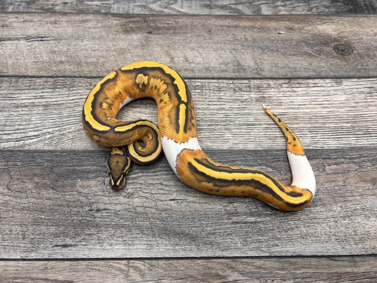 Hypo Pied(FREE SHIPPING!) Ball Python by CTH Reptiles