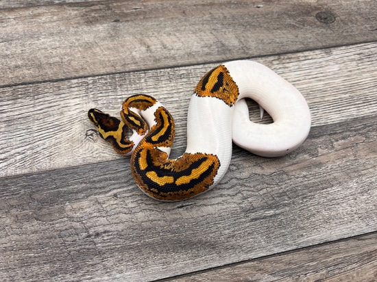 Yellowbelly Pied Het Clown(FREE SHIPPING!) Ball Python by CTH Reptiles