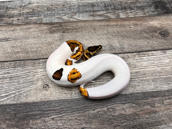 Yellowbelly Pied Het Clown(FREE SHIPPING!) Ball Python by CTH Reptiles