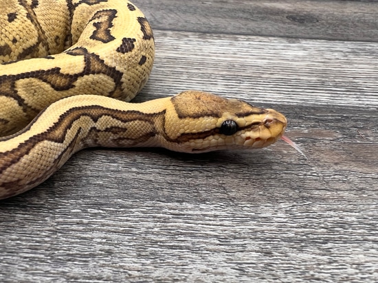 Desert Ghost Pinstripe Yellow Belly Chocolate Het Pied Ball Python by ...