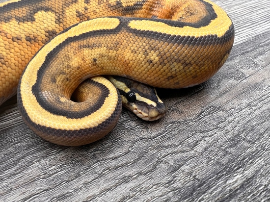 Hypo Pied Ball Python by CTH Reptiles