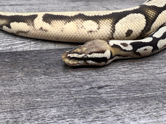 Pastel Orange Dream Hypo Het Pied Ball Python by CTH Reptiles