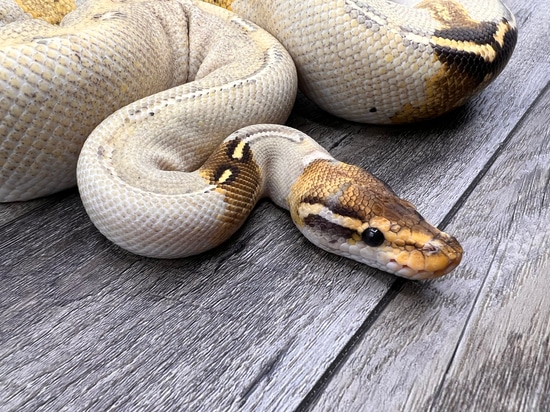 Ghi Freeway Paradox Ball Python by CTH Reptiles