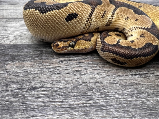 Clown Het Pied Ball Python by CTH Reptiles