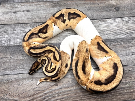 Orange Dream Pied Ball Python by CTH Reptiles