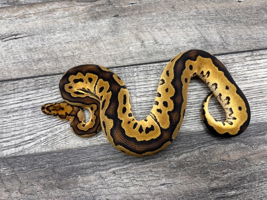 Clown Het Pied Ball Python by CTH Reptiles