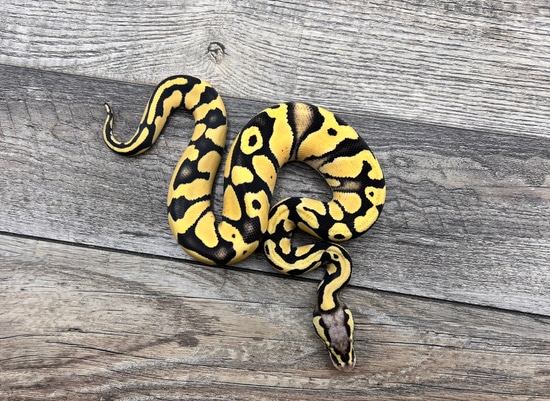 Pastel DG Het Pied Ball Python by CTH Reptiles