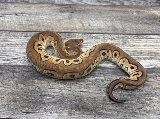 Cinnamon Clown Ball Python by CTH Reptiles