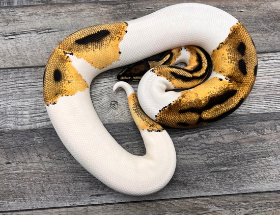 OD Pied Ball Python by CTH Reptiles