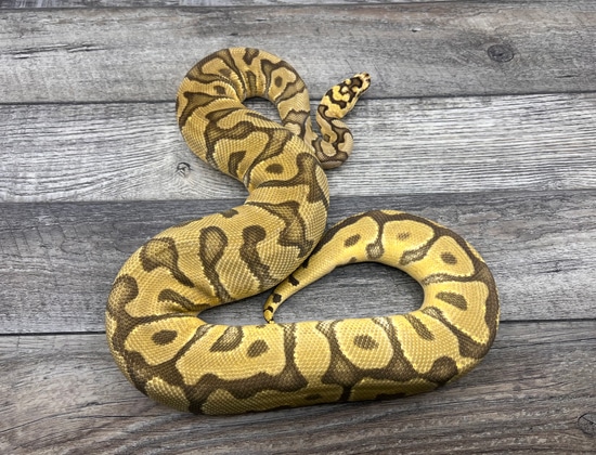 GHI Enchi Spotnose Clown Ball Python by CTH Reptiles